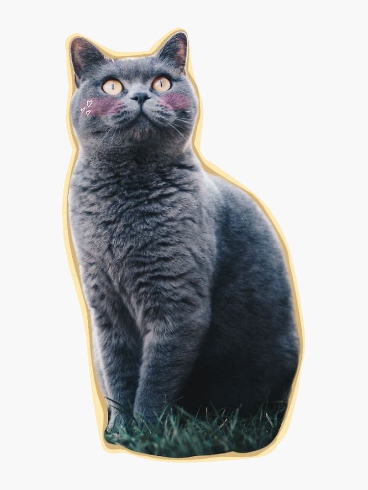 "grey cat" Sticker by dua-al | Redbubble