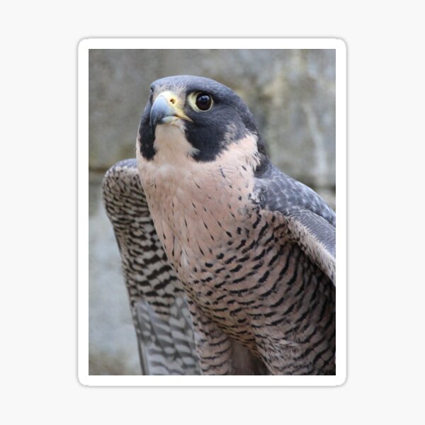 "Peregrine falcon" Sticker by corrado | Redbubble