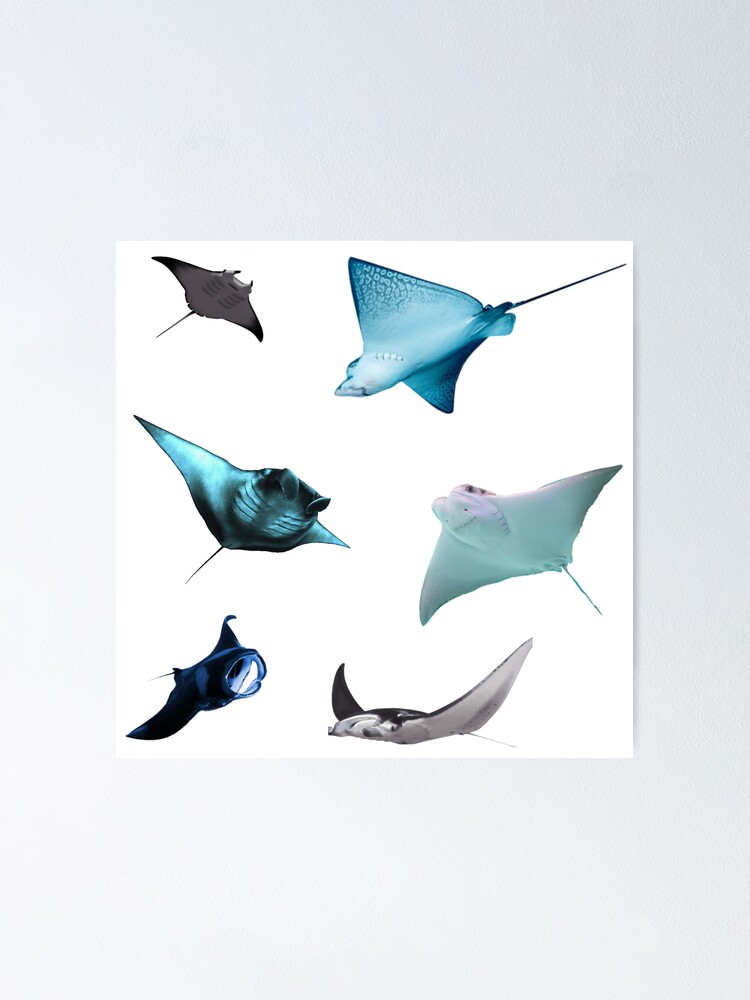 "Manta ray sticker pack" Poster for Sale by starseedgems | Redbubble