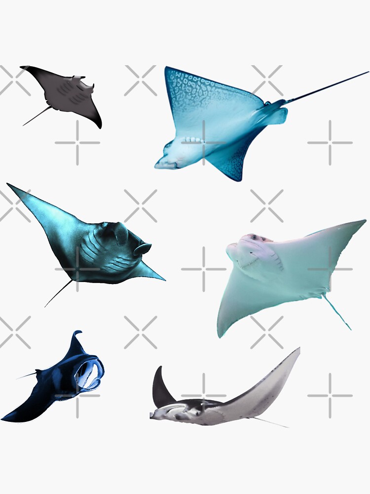"Manta ray sticker pack" Sticker by starseedgems | Redbubble