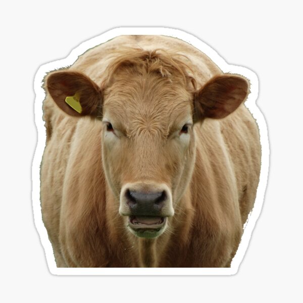 "Cow Face" Sticker for Sale by TheAlderado | Redbubble