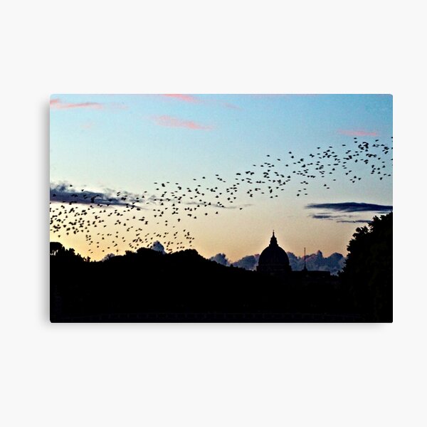 " Murmuration Starlings Flock Birds Sunset Rome Italy" Canvas Print for ...
