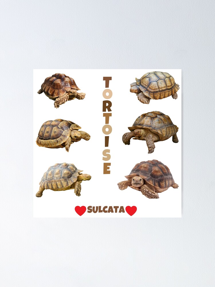 "Sulcata Tortoise Love Sticker Pack " Poster for Sale by CBCreations73 ...