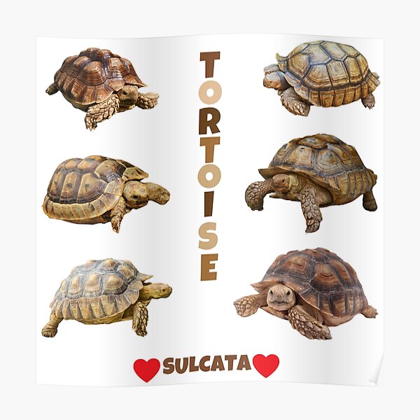 "Sulcata Tortoise Love Sticker Pack " Poster for Sale by CBCreations73 ...