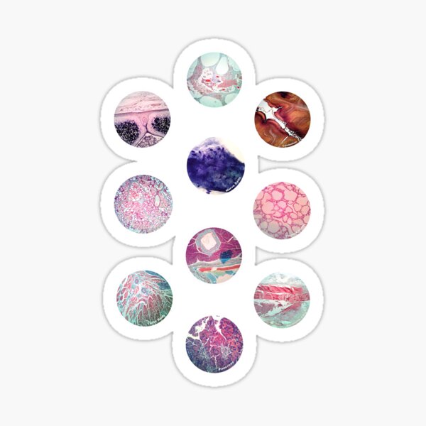 "Histology Slides" Sticker by MVanHyll | Redbubble