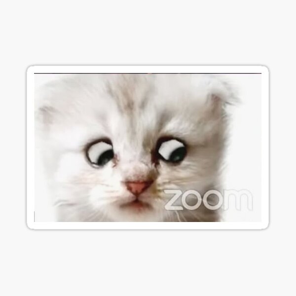 "Zoom cat filter meme" Sticker for Sale by meownb | Redbubble