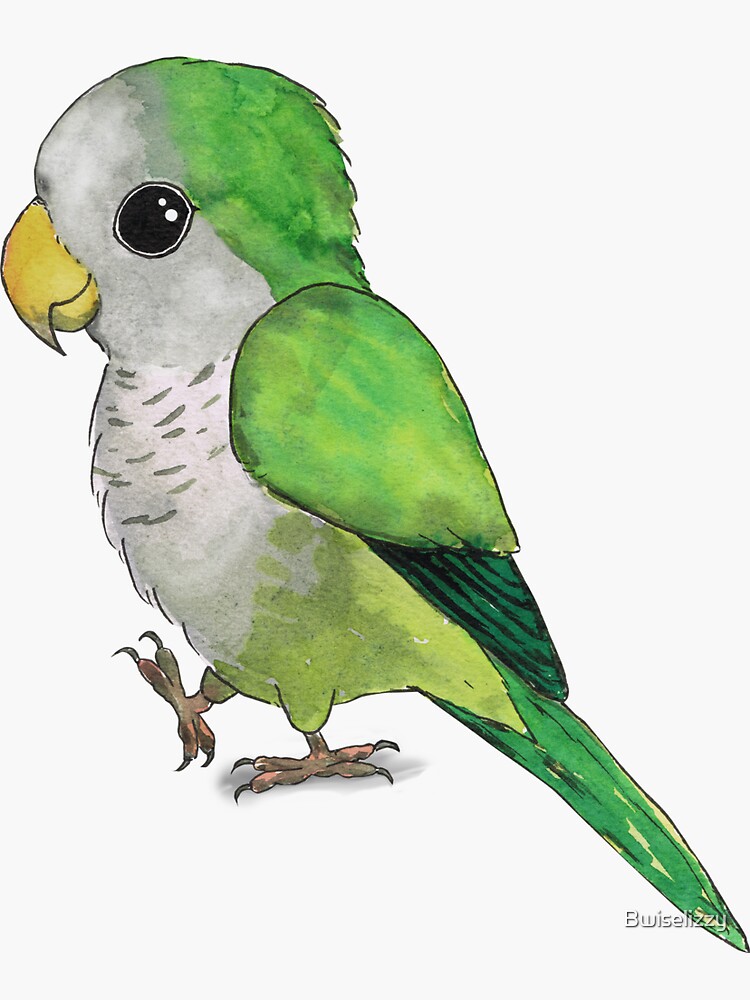 "Very cute green quaker parrot" Sticker for Sale by Bwiselizzy | Redbubble