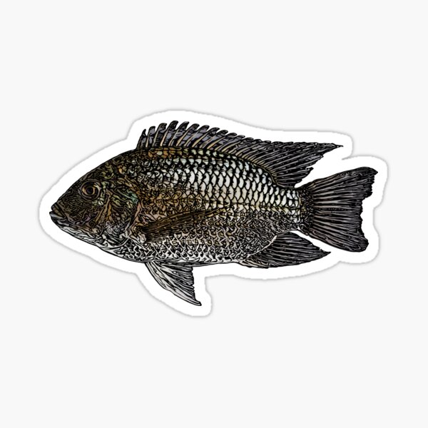 "blackchin tilapia fish vector illustration" Sticker for Sale by ...