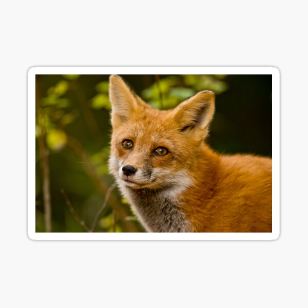 "Red Fox" Sticker by jaydee1400 | Redbubble