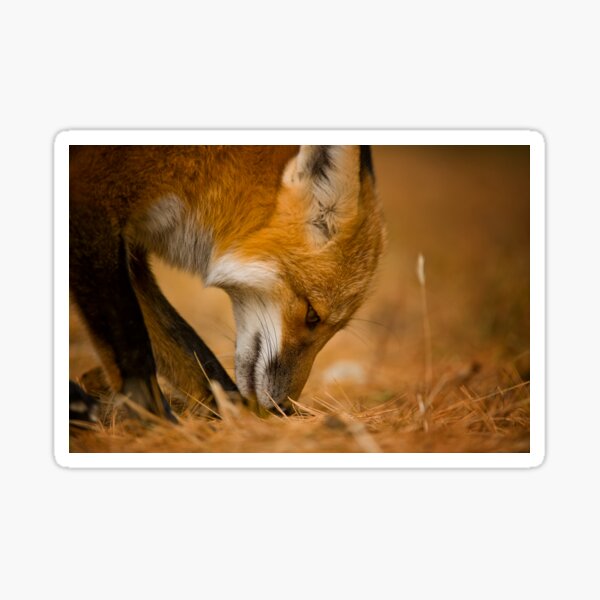 "Red Fox" Sticker for Sale by jaydee1400 | Redbubble