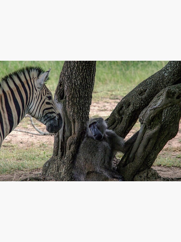 "Baboon looking zebra africa" Poster for Sale by JDfotografie | Redbubble