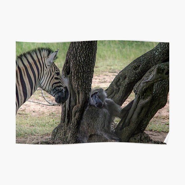 "Baboon looking zebra africa" Poster for Sale by JDfotografie | Redbubble