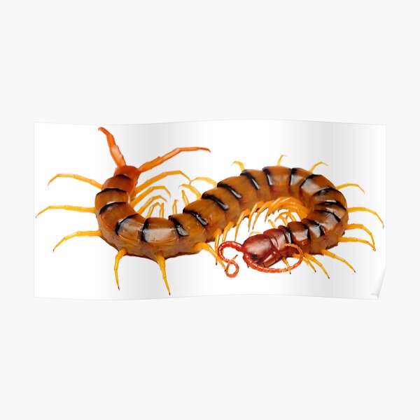"Centipede" Poster by phandiltees | Redbubble