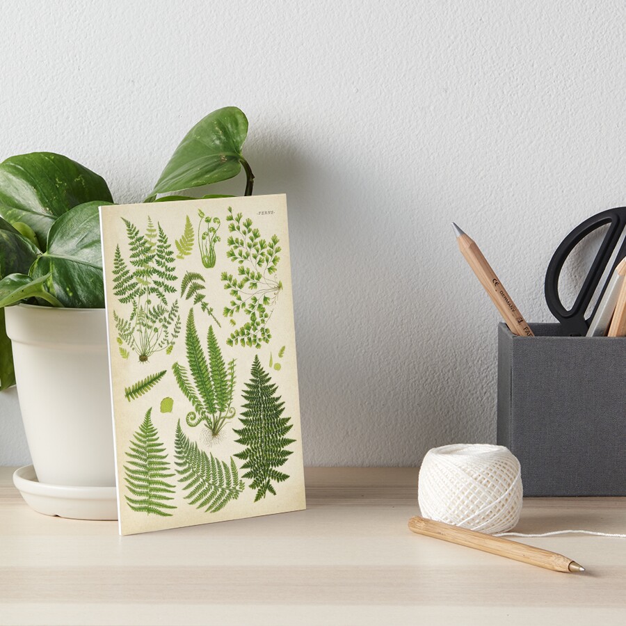"Fern Chart study" Poster by LeAllureVintage | Redbubble