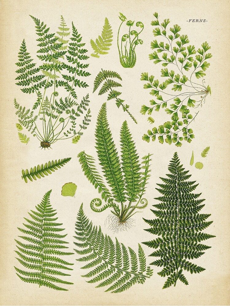 "Fern Chart study" Poster by LeAllureVintage | Redbubble