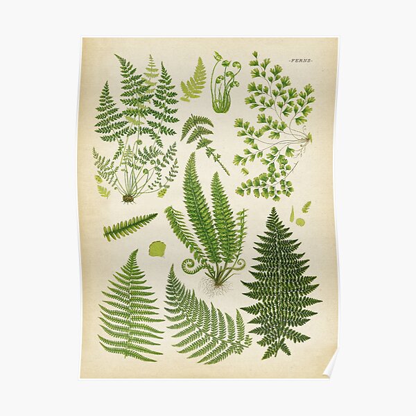 "Fern Chart study" Poster by LeAllureVintage | Redbubble