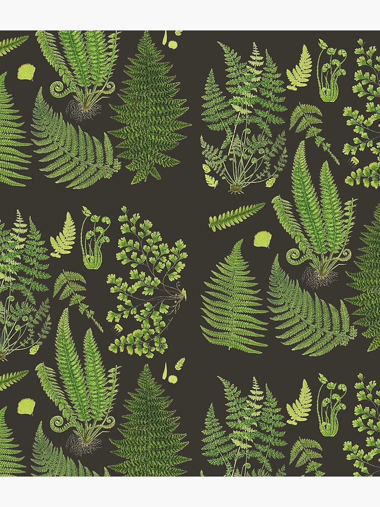 "Fern Chart study" Backpackundefined by LeAllureVintage | Redbubble