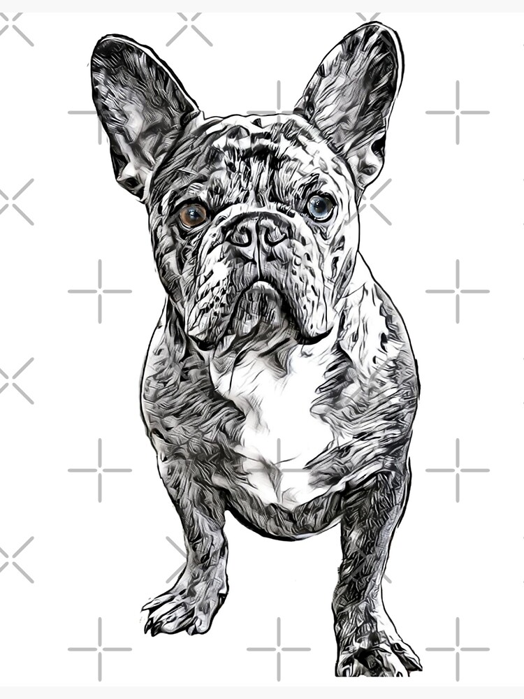 "Merle Frenchie with One Blue Eye" Poster for Sale by MaritzaGoodIdea ...