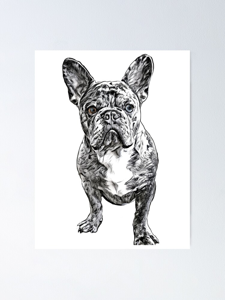 "Merle Frenchie with One Blue Eye" Poster for Sale by MaritzaGoodIdea ...