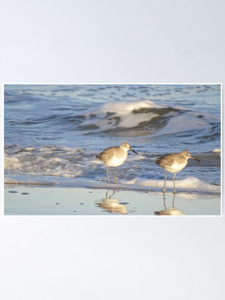 "Shorebirds on the Seashore" Poster by viridian-hymn | Redbubble