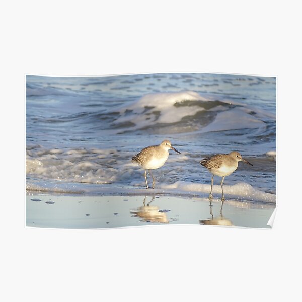 "Shorebirds on the Seashore" Poster by viridian-hymn | Redbubble