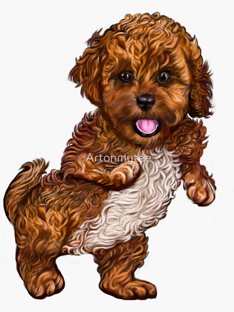"Cavapoo Cavoodle puppy laughing and dancing- cute cavalier king ...
