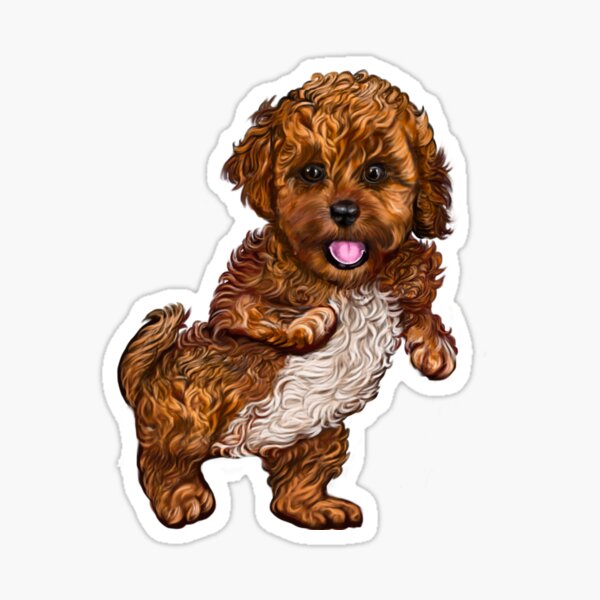 "Cavapoo Cavoodle puppy laughing and dancing- cute cavalier king ...