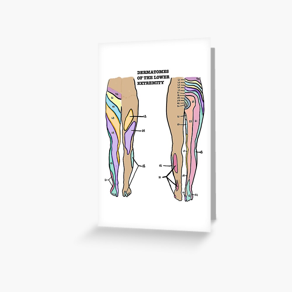 "Lower Extremity Dermatomes" Greeting Card for Sale by ritahmm | Redbubble