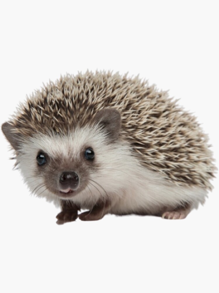 "Hedgehog" Sticker for Sale by Digital Creator | Redbubble