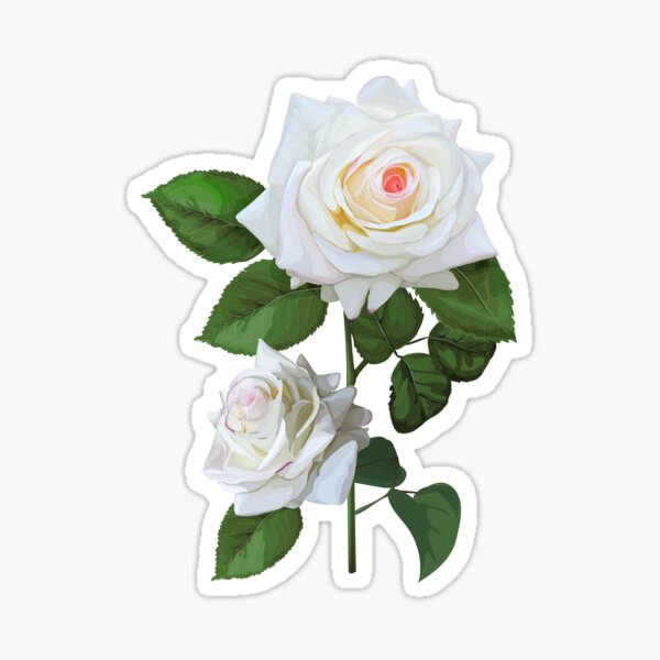 "Rose white color" Sticker for Sale by WeeraS | Redbubble