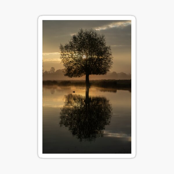"Daybreak Bushy Park" Sticker by RegentPlanet | Redbubble
