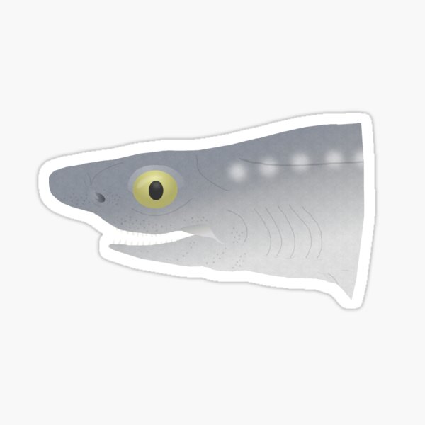 "The prehistoric shark Ozarcus" Sticker for Sale by WSnyder | Redbubble