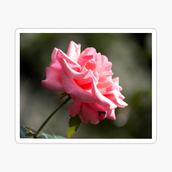 "PInk rose" Sticker for Sale by moregoodart | Redbubble