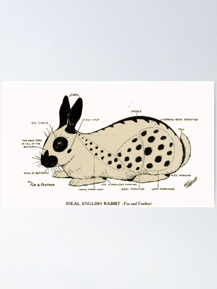 "The perfect rabbit" Poster by trialsanderrors | Redbubble