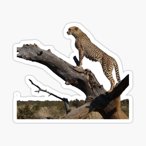 "Cheetah" Sticker for Sale by Kosala2003 | Redbubble