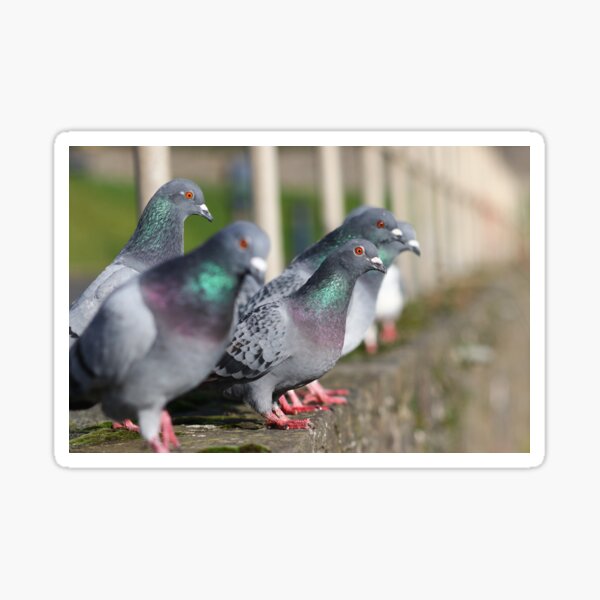 "Pigeon line up" Sticker for Sale by GreyFeatherPhot | Redbubble