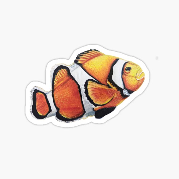 "Clownfish Cut Out " Sticker for Sale by StarkLilyDesign | Redbubble