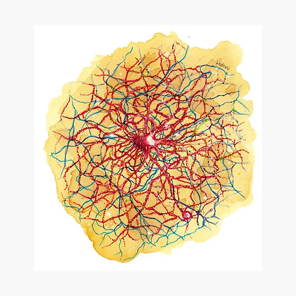 "Tangled neuron watercolor" Photographic Print by Heatherbondi | Redbubble
