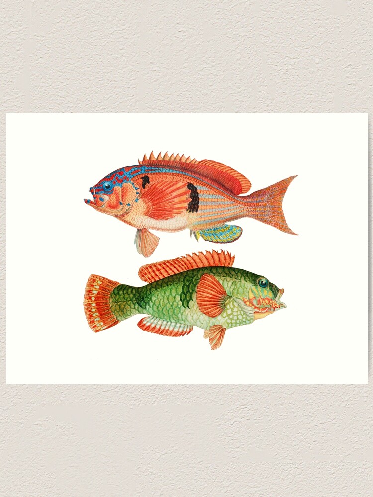 "Colorful Antique Fish Botanical Vintage Aquatic Animal Illustration ...
