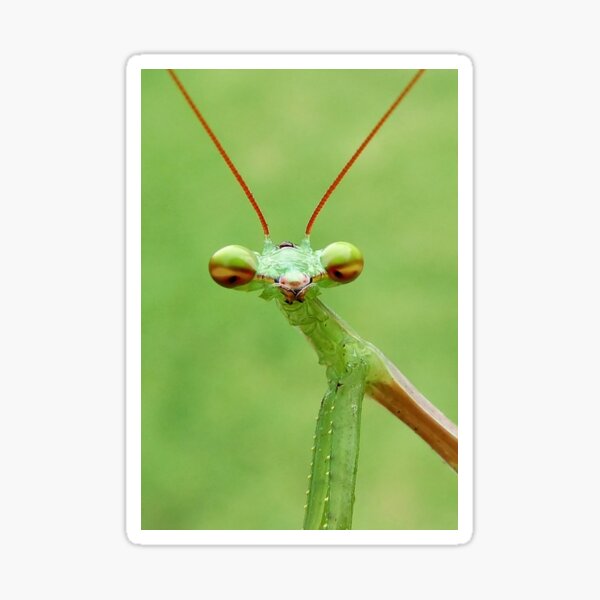 "Praying Mantis" Sticker by Macky | Redbubble