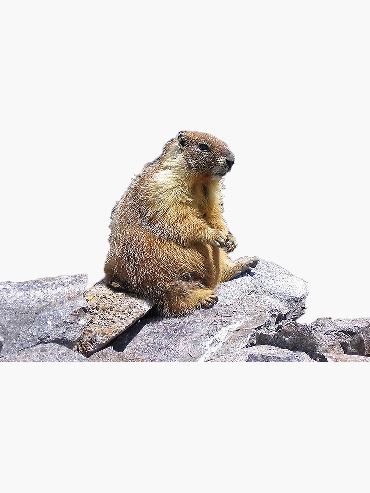 "Lazy Marmot Sticker" Sticker for Sale by sorryforthewait | Redbubble