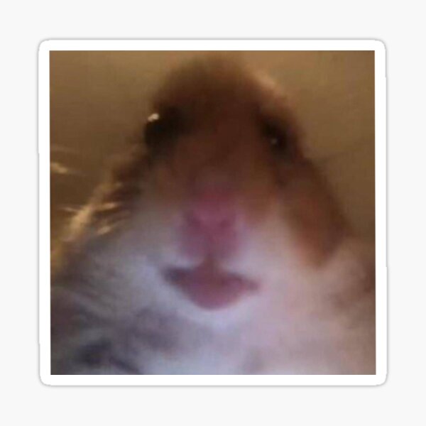 "Hamster Meme" Sticker by Bubbleshopper | Redbubble
