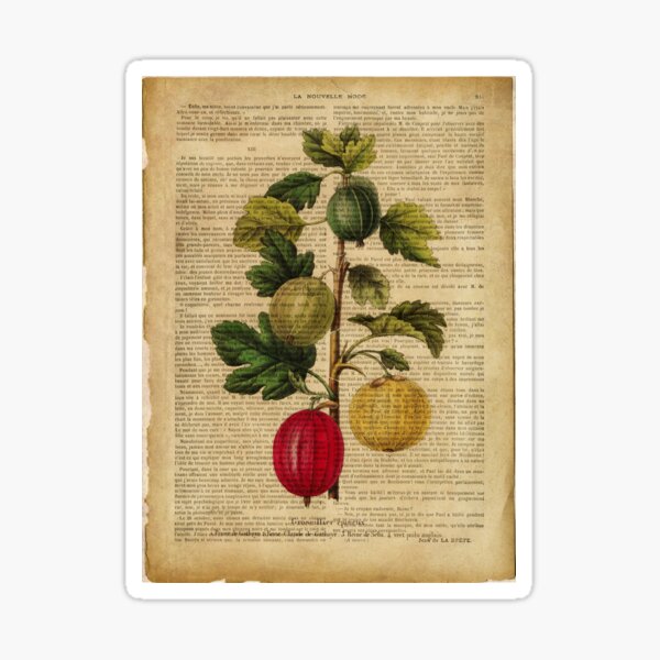 "Botanical print, on old book page - gooseberry" Sticker for Sale by ...