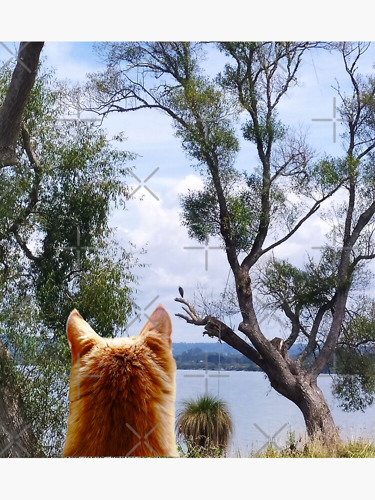 "DELILAH CAT at Lake Rotorua" Sticker for Sale by CamelotFire | Redbubble
