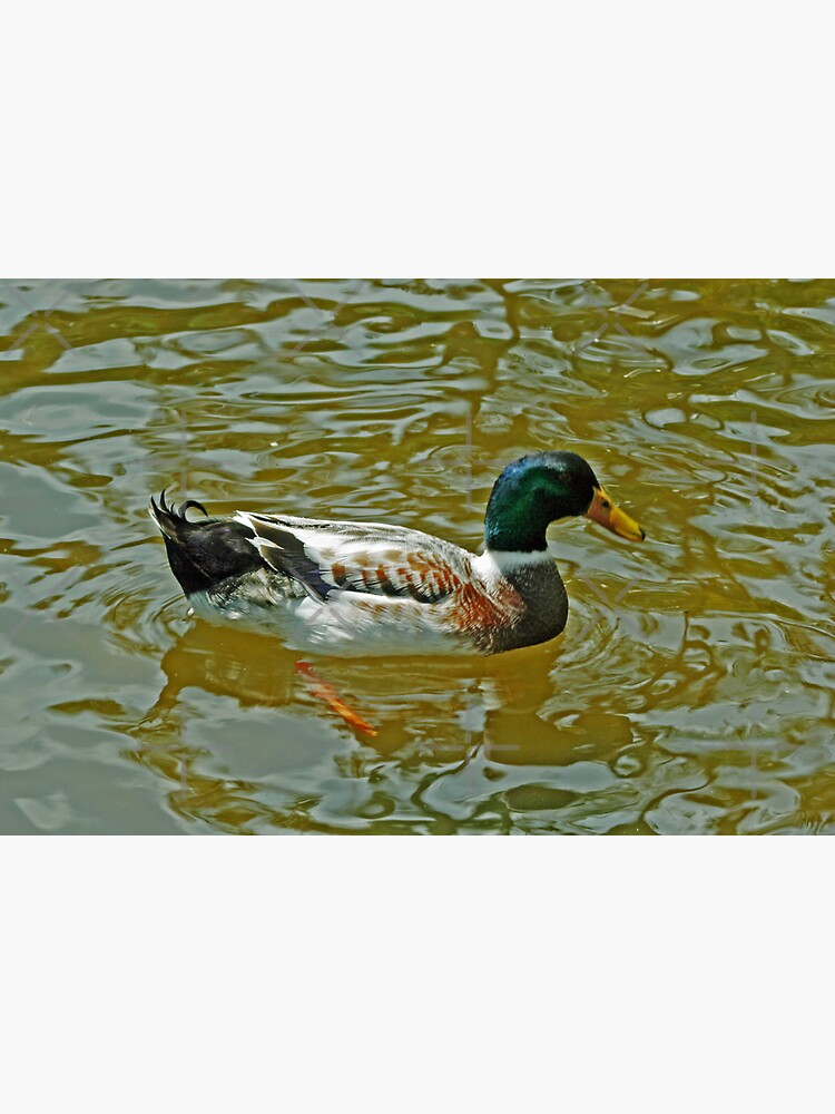 "Drake Swimming" Sticker for Sale by STHogan | Redbubble