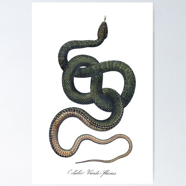 "Vintage Snake Poster" Poster for Sale by redoARTstore | Redbubble