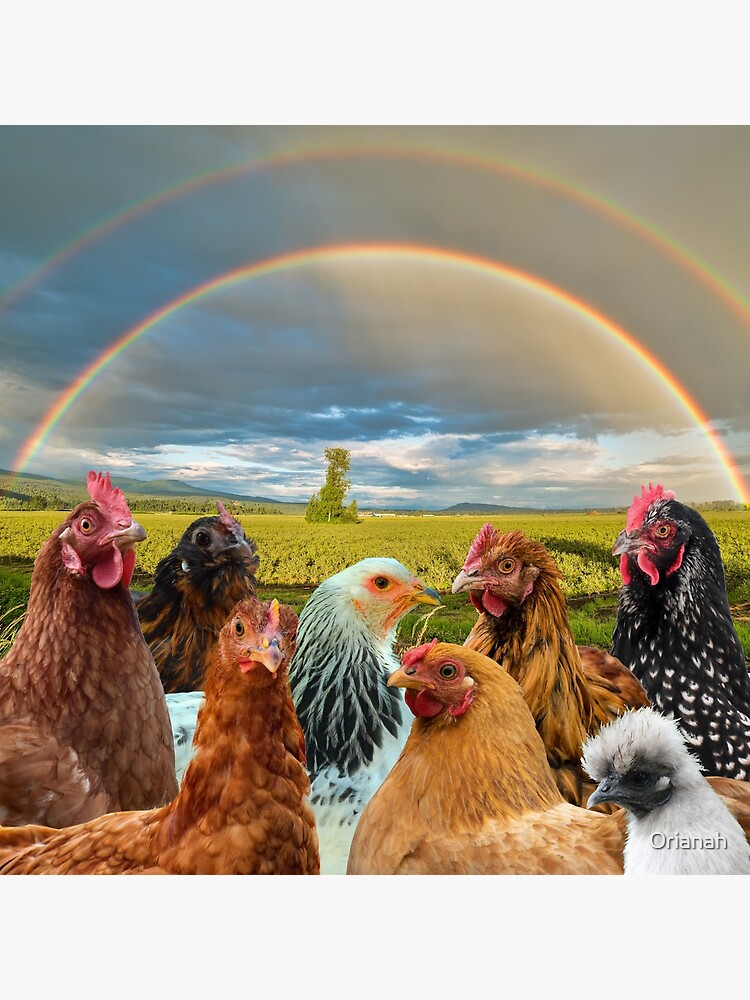 "Pretty Hens Collage. The Rainbow Chickens, love their feather patterns. Isa browns, Silkies ...