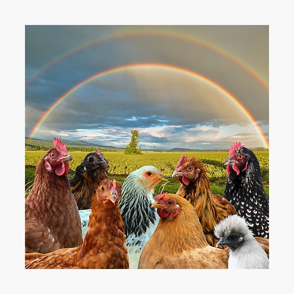 "Pretty Hens Collage. The Rainbow Chickens, love their feather patterns ...