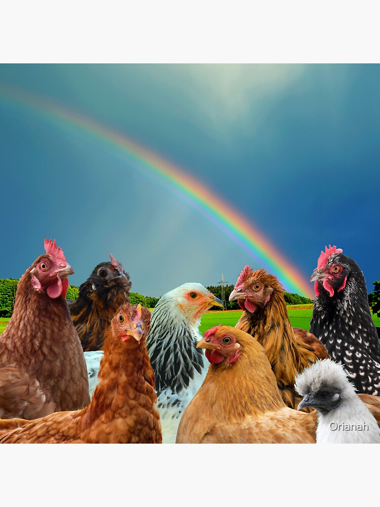 "Pretty Hens Collage. The Rainbow Chickens, love their feather patterns ...