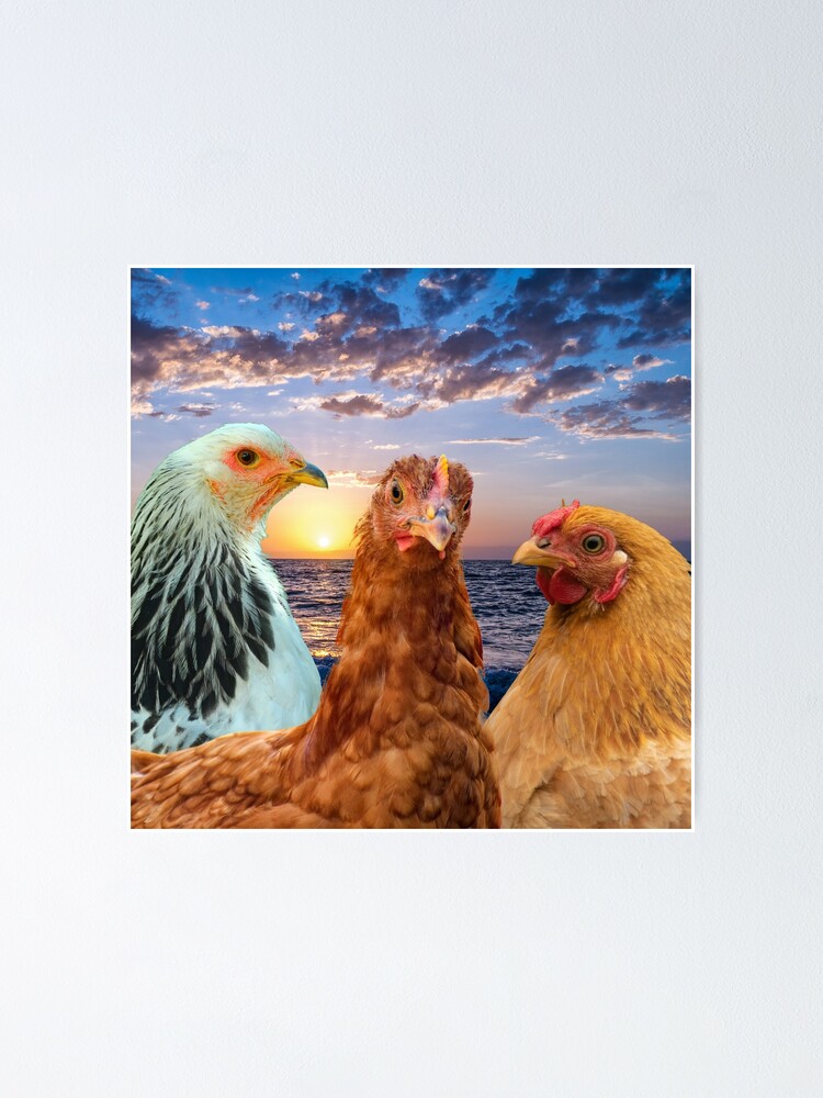 "Hübsche Hühner, die einen Sonnenuntergang am Strand genießen. Schöne ...